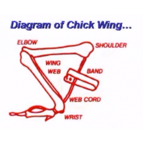 Numbered Metal Wing Tags. 100 pack. Colour Options